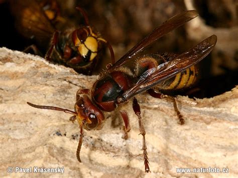 Hornet Photos Hornet Images Nature Wildlife Pictures NaturePhoto