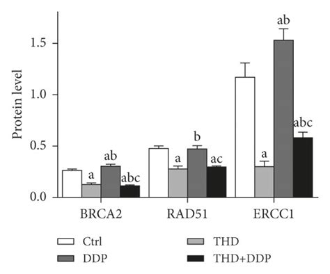 Dna Repair Related Proteins Brca2 Rad51 And Ercc1 Validated By