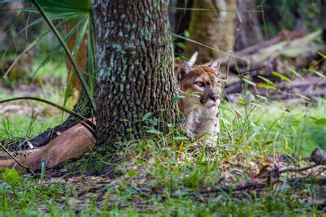 Fau Utility Scale Solar Energy Impedes Endangered Florida Panthers