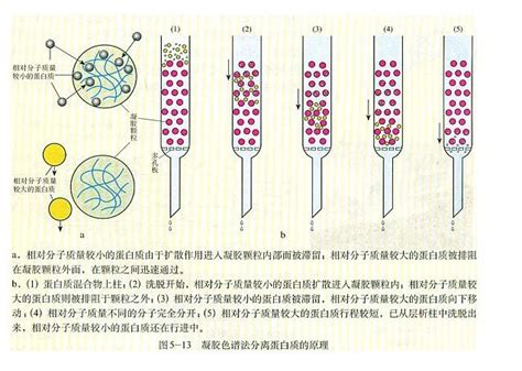 凝胶色谱法图册 360百科