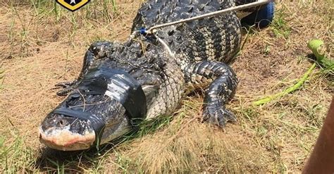 Florida Police Recover Body Of Missing Woman Attacked By Alligator