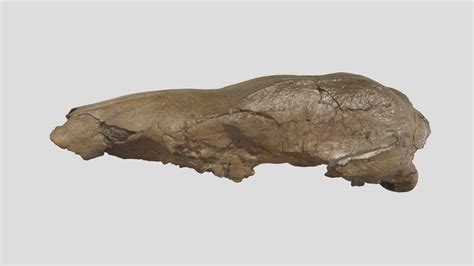 Notrotherium Escrivansepimuz Av 477 Download Free 3d Model By