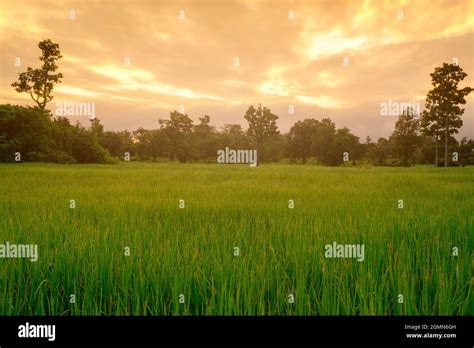 Rice Plantation Green Rice Paddy Field Organic Rice Farm In Asia