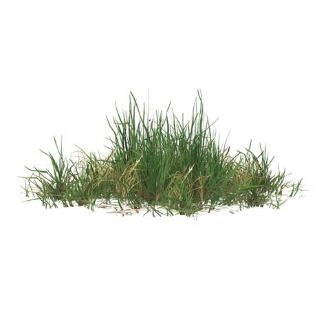 Realistic Game Ready Grass 03 3d Model By Cgsea