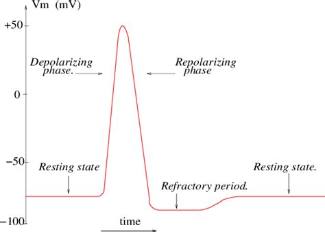Nerve Action Potential Diagram