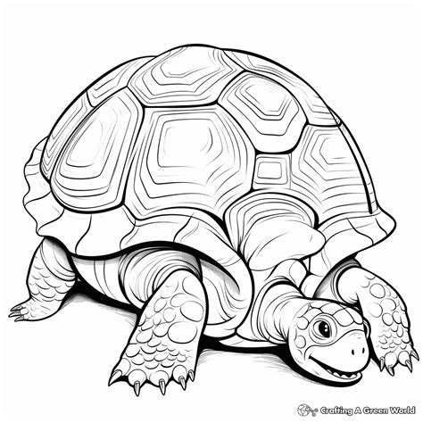 Turtle Shell Coloring Pages Free And Printable