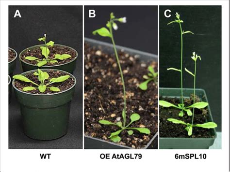 Figure 4 From Corrigendum Mir156spl10 Modulates Lateral Root