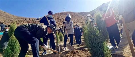 喜迎二十大 植绿添新彩玉树州举行2022年义务植树活动相关树苗普布