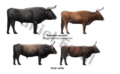 The Breeding Back Blog June 2015