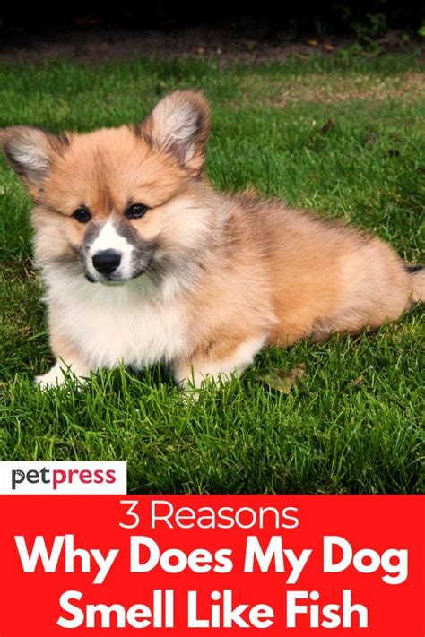 Why Does My Dog Smell Like Fish 4 Common Reasons