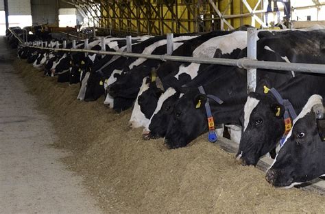 Cruel Factory Farming Why Is It Bad Inhumane Practices