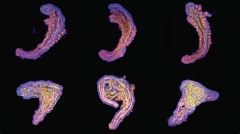 Metabolism Guides Cell Fate In Embryo Development Technology Networks