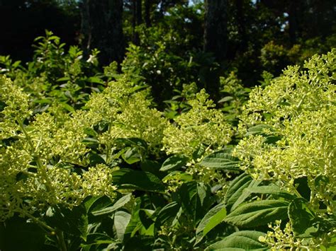 Hydrangeas Surfing Hydrangea Nursery Inc