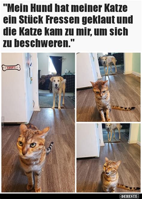 Mein Hund hat meiner Katze ein Stück Fressen geklaut und DEBESTE de