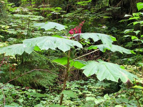 Devils Club Earthcorps Plant List Level 1 · Biodiversity4all