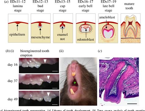 Figure 1 From Functional Ectodermal Organ Regeneration As The Next