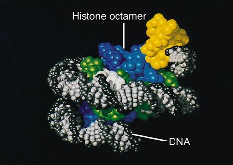 Elroy Flakes Adapted From Protein Structure