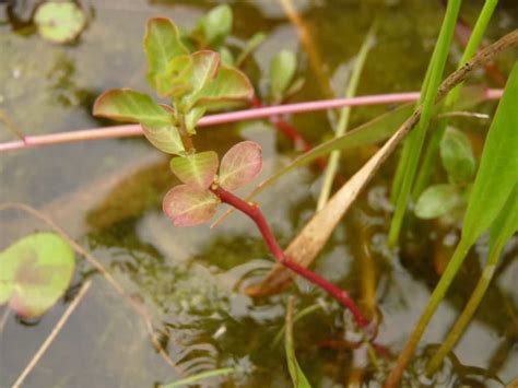 Ludwigia Arcuata Care Guide (Needle Leaf Ludwigia) - Fish Laboratory