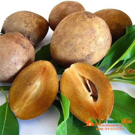 Sa Pô Chê Vườn Nhà Đẹp