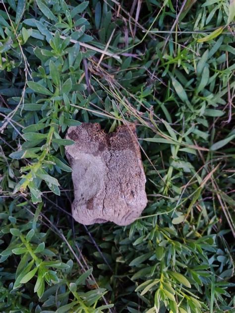 Interesting Bone Looking Thing In Southern California We Have Deer And Coyotes Here R