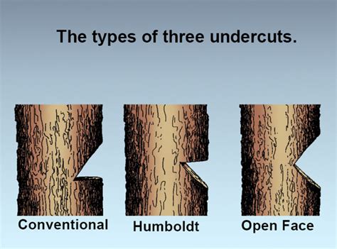 Types Of Notches For Tree Felling Greet Record Photography