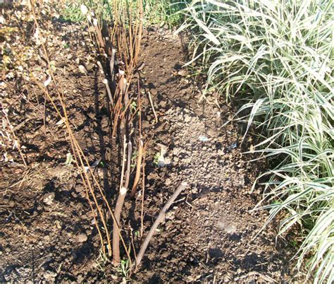 Pruning Spirea And Other Nasty Things You Can Do To A Shrub Roots Nursery
