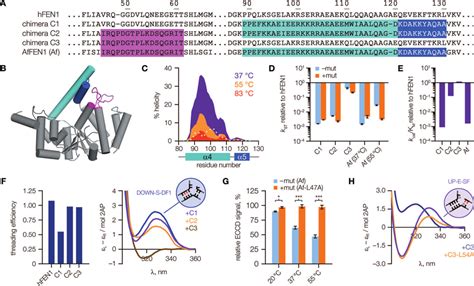 Chimeric Fen1 Proteins Display Altered Properties A Sequence