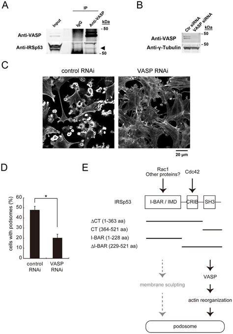 Essential Role Of Vasp In Podosome Formation A Interaction Between Download Scientific