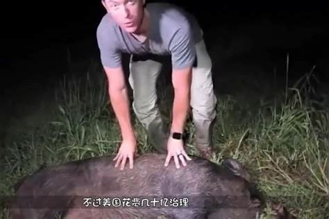 美国的野猪泛滥，宁愿花费几十亿治理也不吃？其中有何猫腻野猪治理猫腻