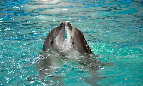 Homosexuality In Dolphins