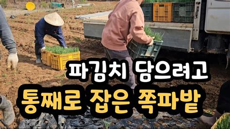 파김치 담으려고 밭을 통째로 잡았습니다~~ 파김치 특별기획전 여름김치 시리즈 Youtube