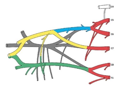Plexus Brachial Quiz