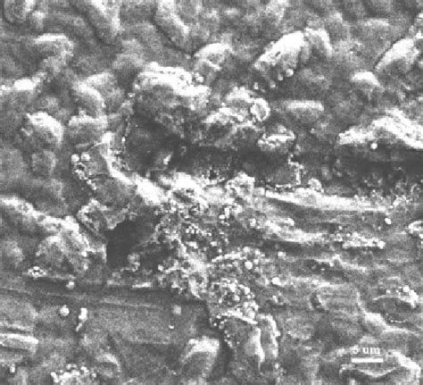 Sem Image Of Ni Ptfe Layer After 24 Hours Of Composite Micro Download Scientific Diagram
