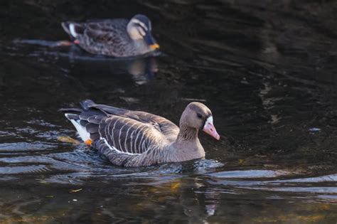 南下してきたマガン真雁 野鳥などの撮影記録