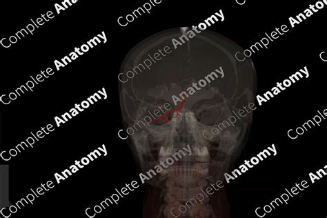 Branches Of Posterior Cerebral Artery Left Complete Anatomy