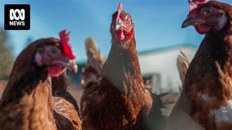 As Avian Flu Outbreaks Spread Around The World Experts Weigh In On The