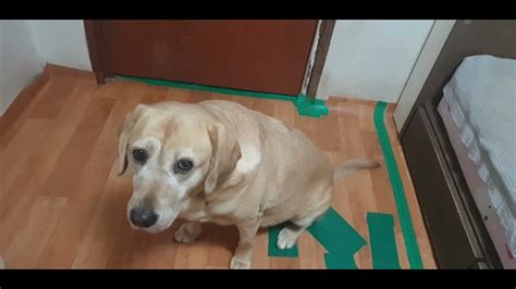 레브라도리트리버 산이연이 즐거운 하루 보내 👍♥️ Youtube