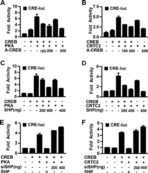 Shp Inhibits Pka And Crtc2 Mediated Creb Transcriptional Activity A