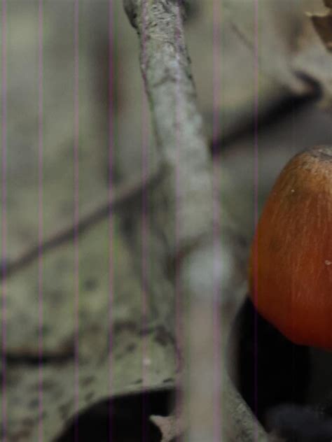 Weird Vertical Lines With Om 5 Rolympuscamera