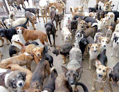Dia Mundial Do Cachorro Uma Data Para Celebrar E Refletir Ascenda