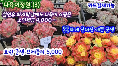 다육이정원 3 이런 예쁜 군생 브레들리 5000 ~ 다육이 묵둥이 군생 특가 화이트웰 Youtube