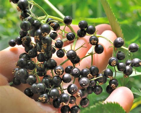 Ranch American Elderberry Sambucus Canadensis Ranch Fern Hill