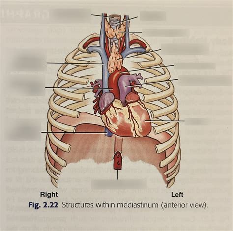 Structures Within The Mediastinum Diagram Quizlet