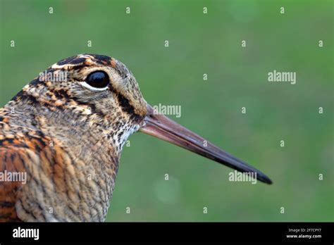 Portrait Of Eurasian Woodcock Scolopax Rusticola Woodland Night