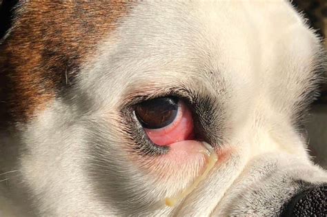 Causas de los OJOS ROJOS en tu Perro Cómo curarlo