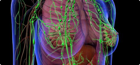 What Are Lymph Nodes Function Location And Importance