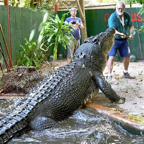 Cassius ist wieder das größte Krokodil