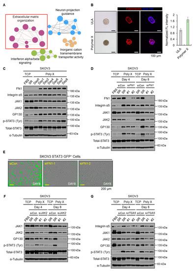Biomedicines Free Full Text Polymer Thin Film Promotes Tumor