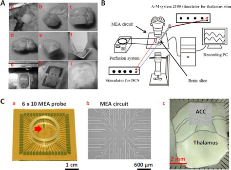 Monitoring The Brain Cortex With A Multi Electrode Array In Response To