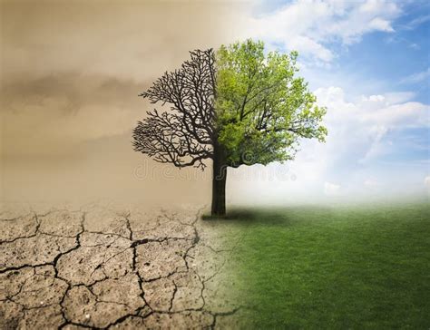 Half Dead And Alive Tree Outdoors Conceptual Photo Depicting Earth